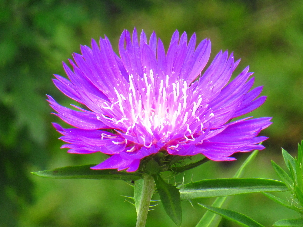 街中の花: ミャーの星2