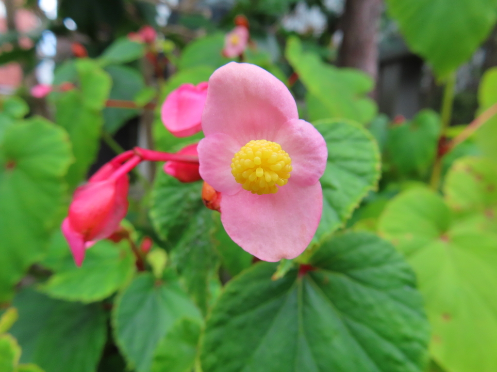 街中の花など・・・: ミャーの星2