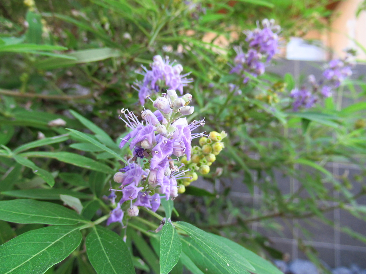 朝ウォーキング: ミャーの星2