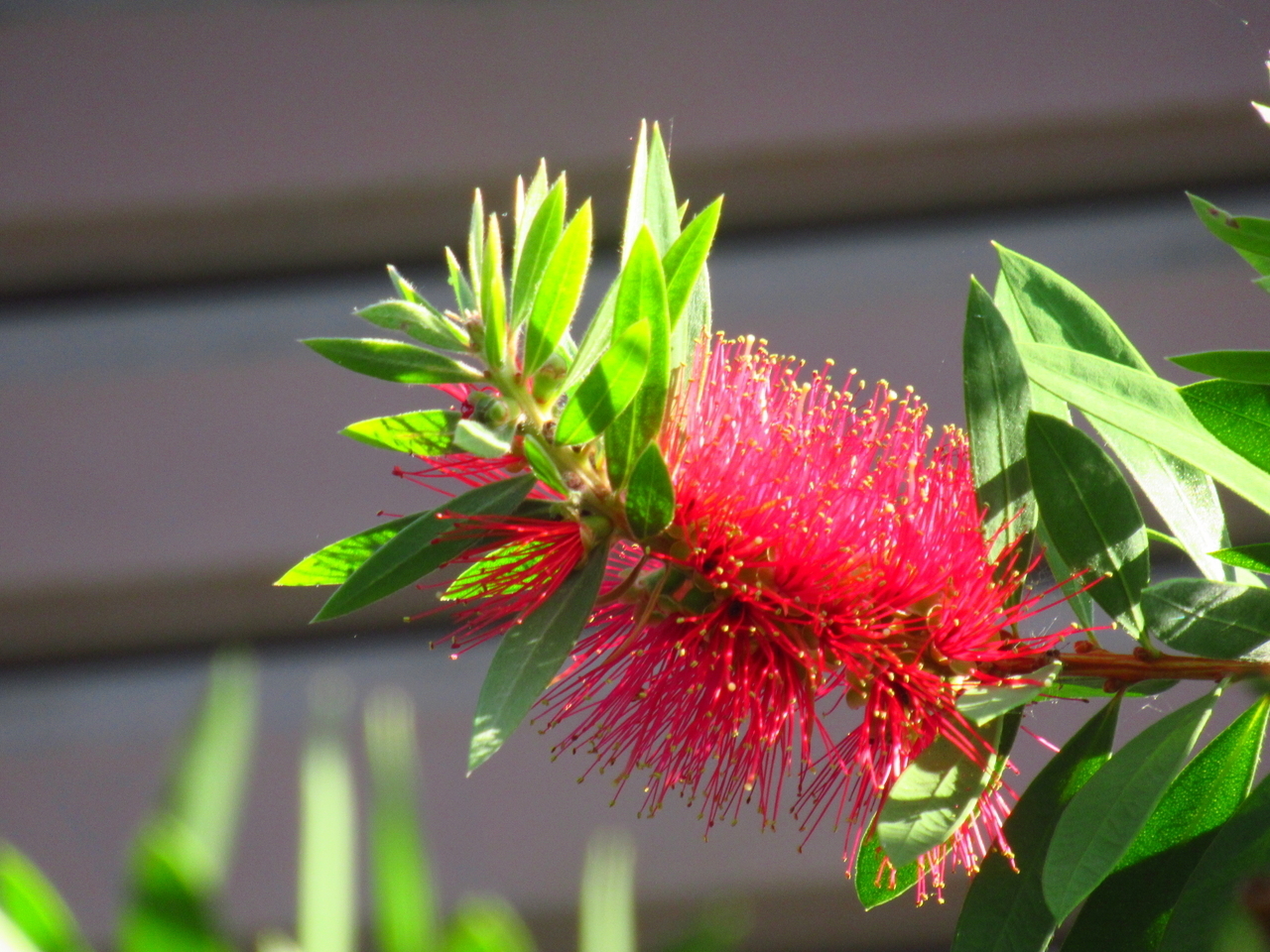 朝ウォーキング: ミャーの星2