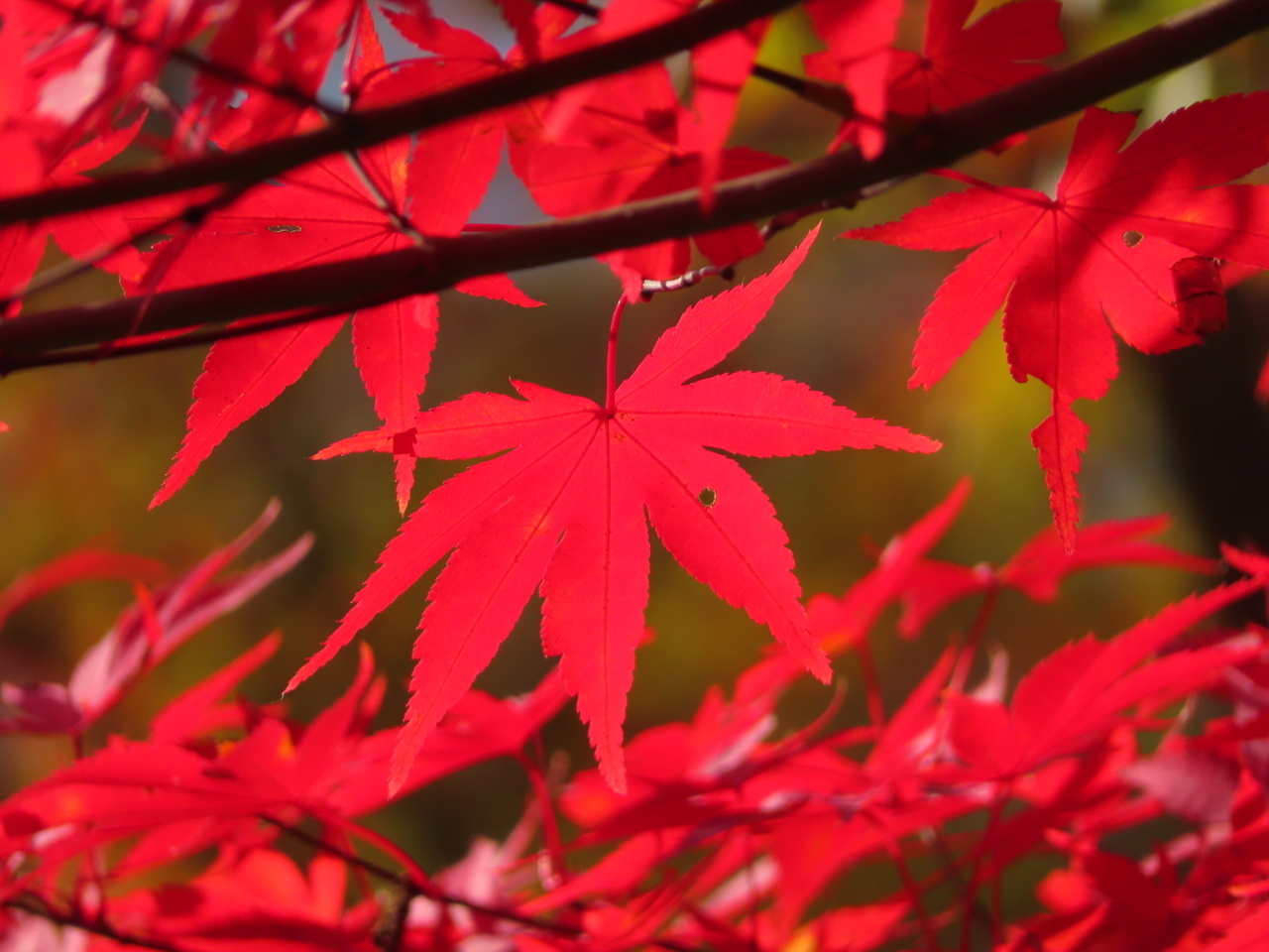 日光だいやがわ公園: ミャーの星2