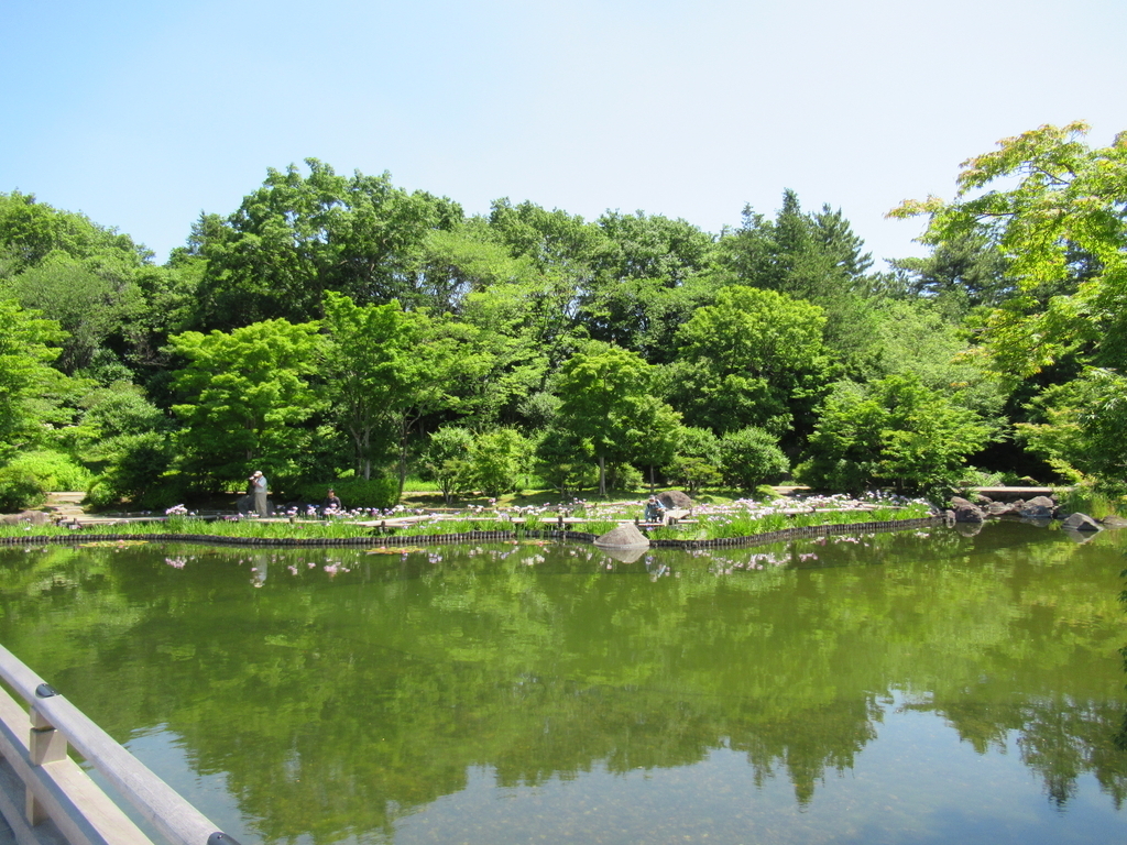 中央公園友の会観察会 ①昭和記念公園: ミャーの星2