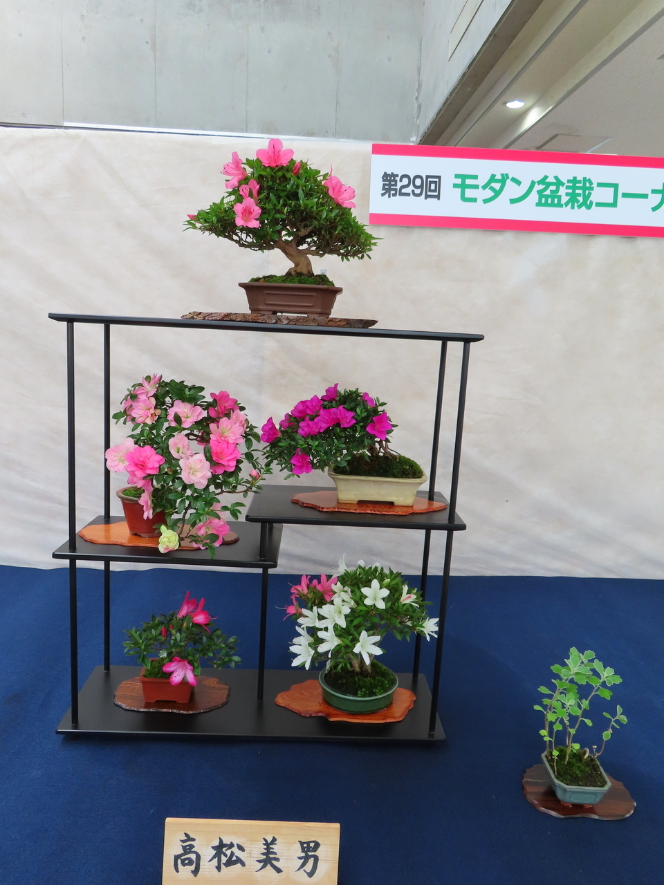 宇都宮 さつき＆花フェア: ミャーの星2